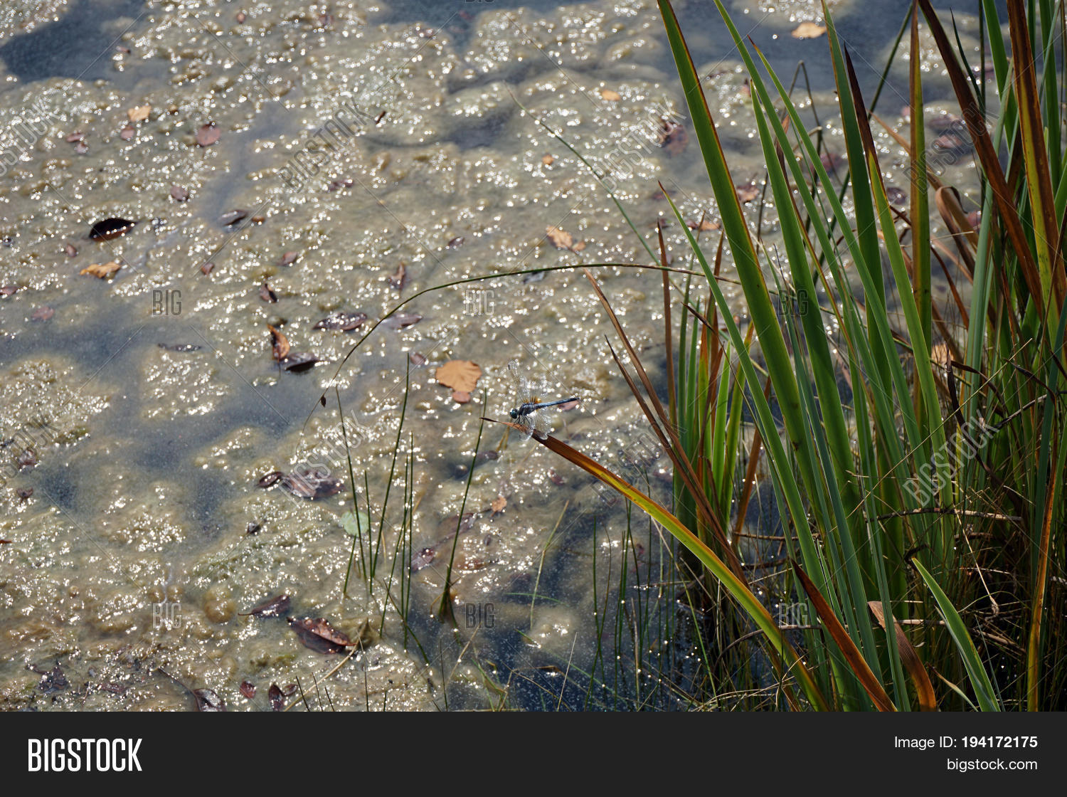 Male Blue Dasher Image & Photo (Free Trial) | Bigstock