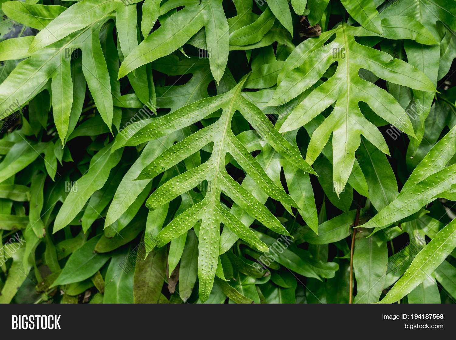 Wart Fern Hawaii. Image & Photo (Free Trial) | Bigstock