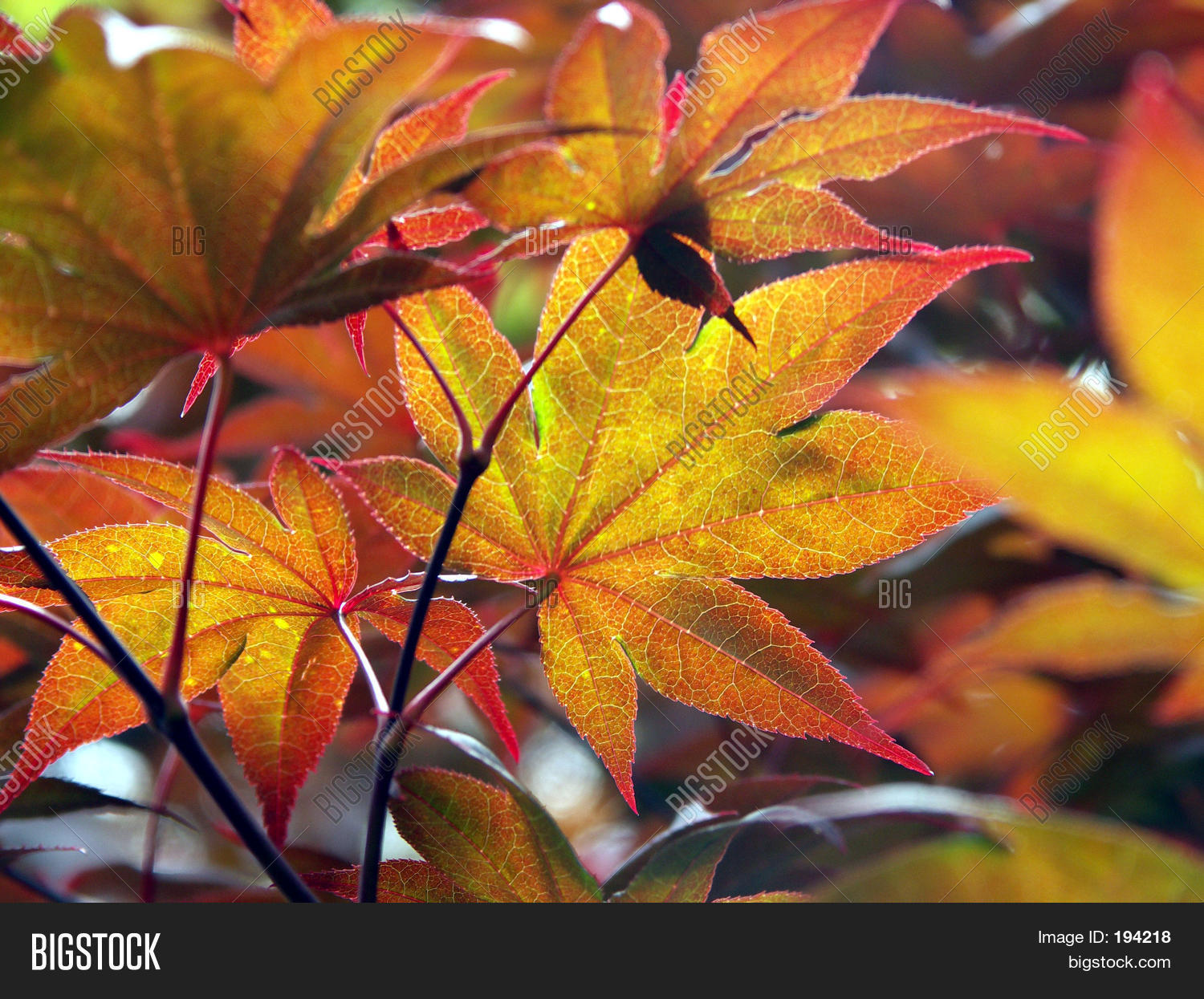 Golden Japanese Maple Image & Photo (Free Trial) | Bigstock