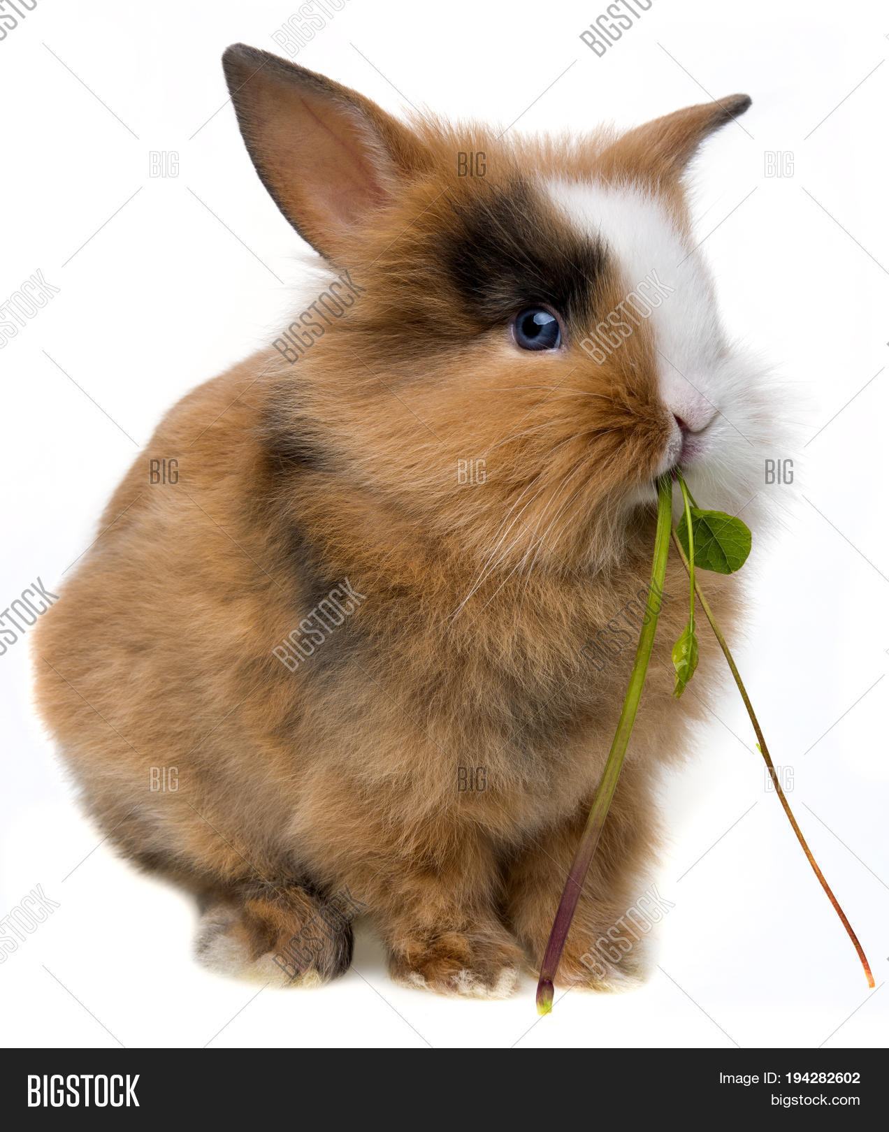 Cute Litte Rabbit Image & Photo (Free Trial) | Bigstock