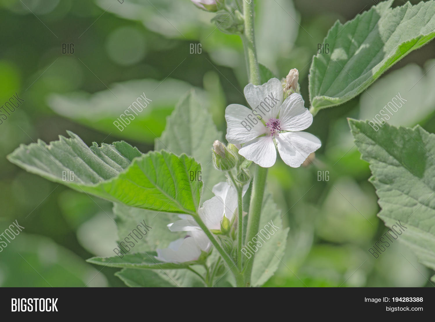 Marsh Mallow Althaea Image & Photo (Free Trial) | Bigstock