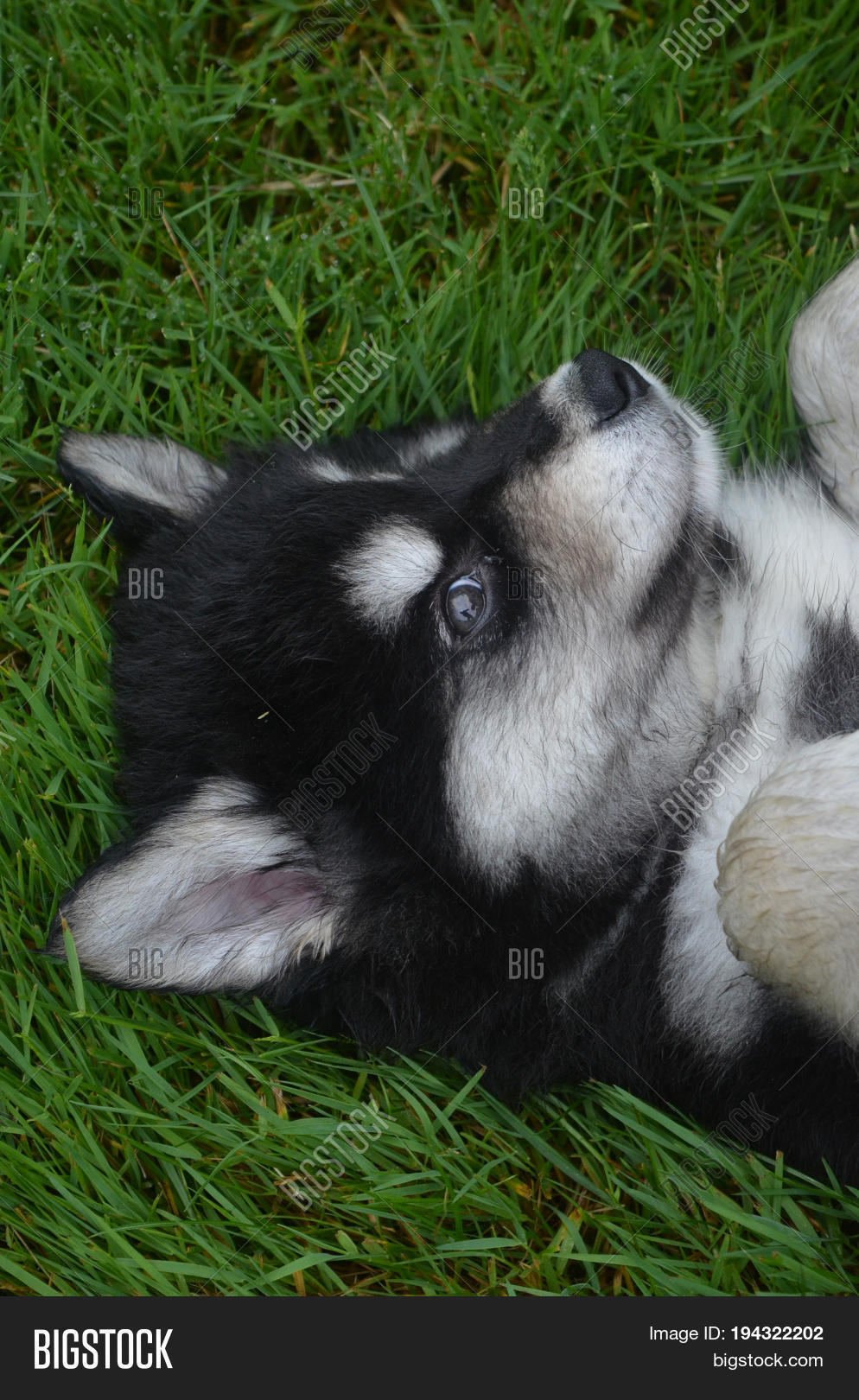 Cute Face Alusky Puppy Image & Photo (Free Trial) | Bigstock
