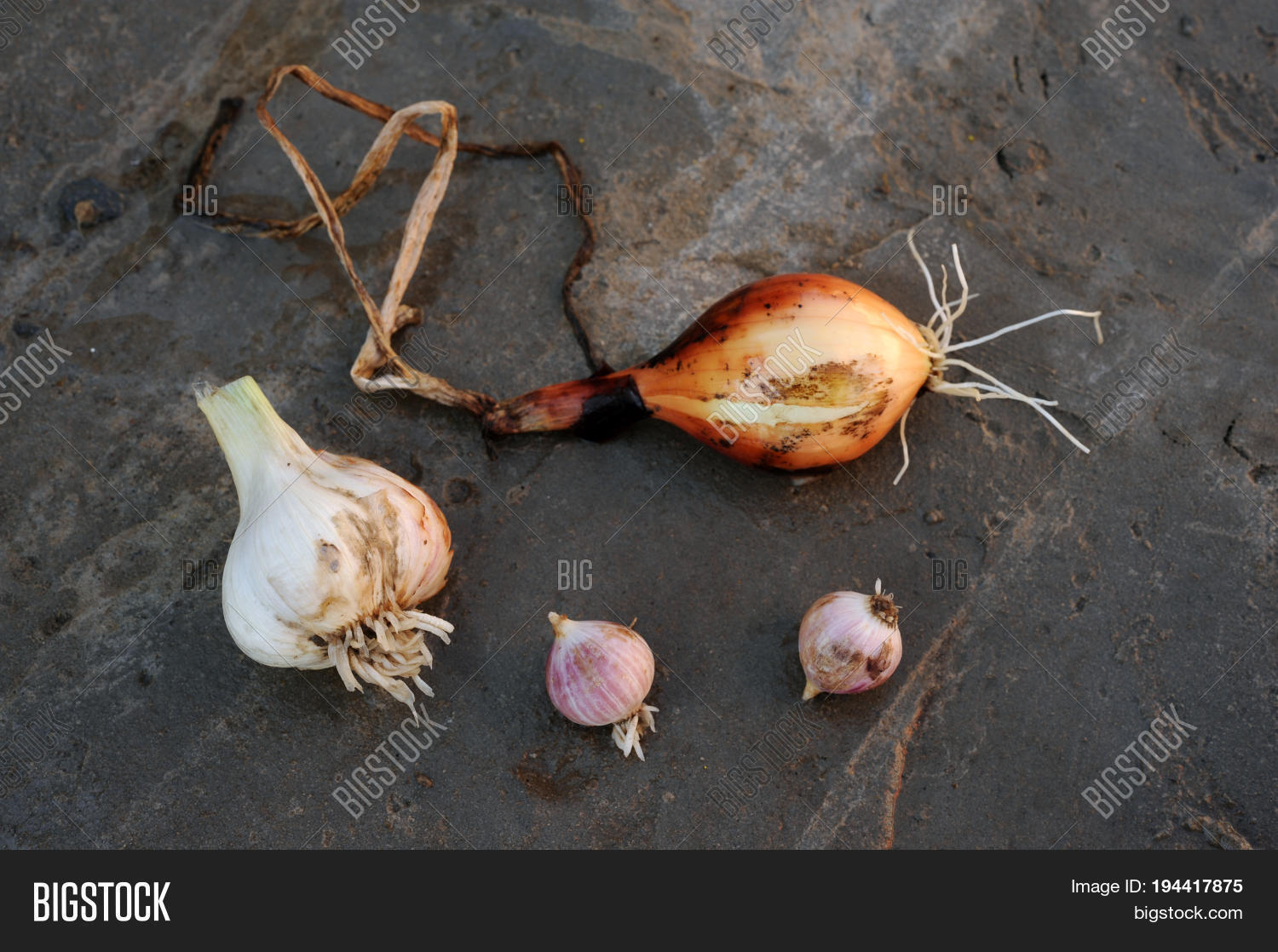 Onions Garlic Local Image & Photo (Free Trial) | Bigstock