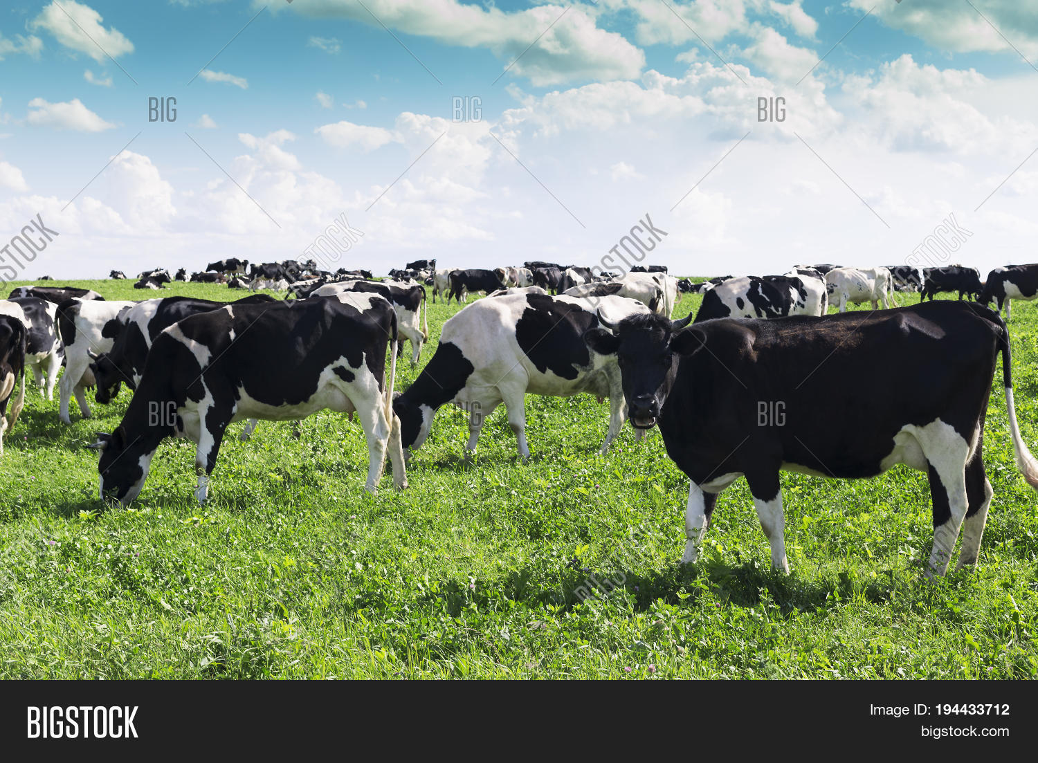 Funny Cows Grazing On Image & Photo (Free Trial) | Bigstock