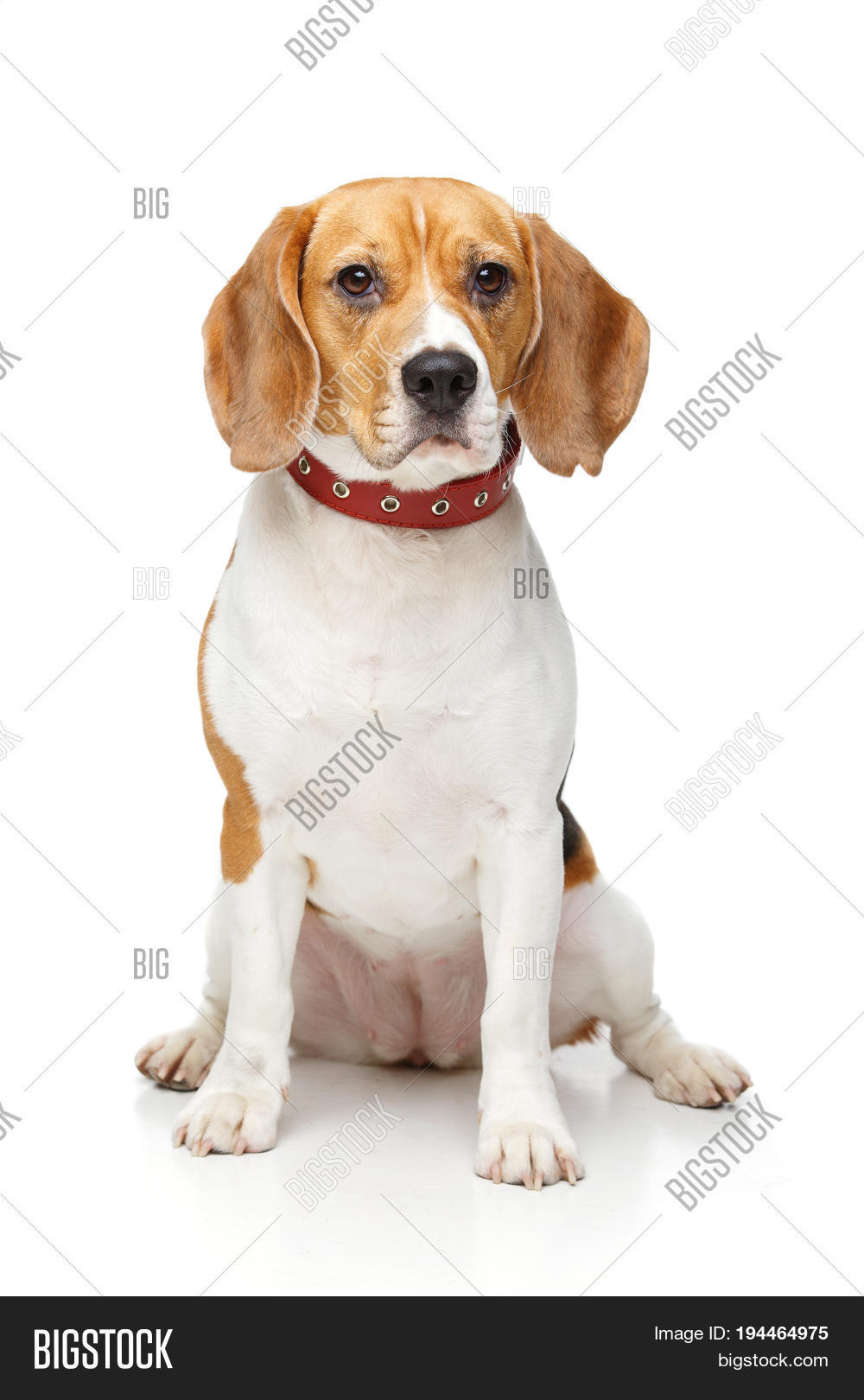Beautiful Beagle Girl Image & Photo (Free Trial) | Bigstock