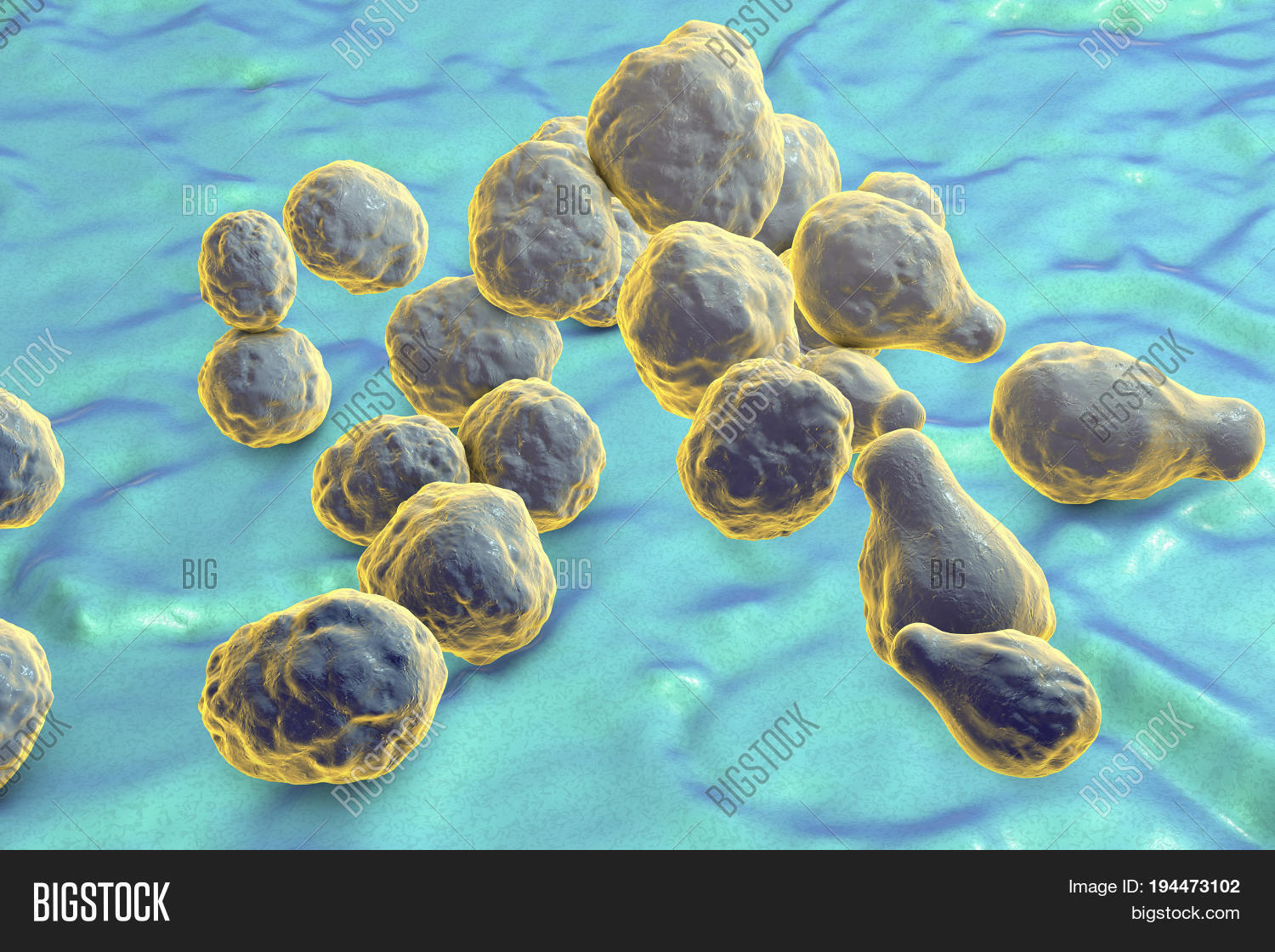 Pathogenic Yeast Image & Photo (Free Trial) | Bigstock