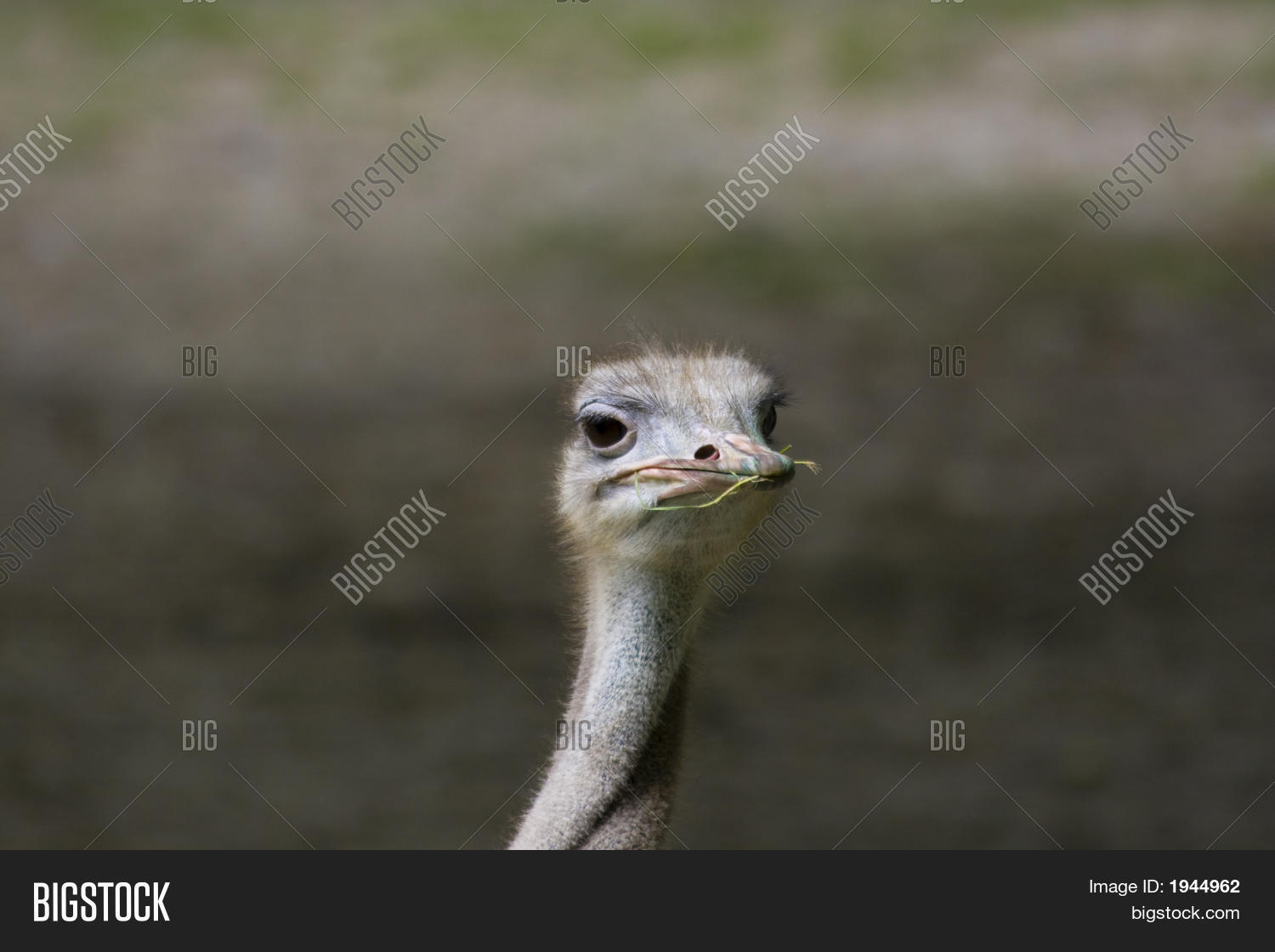 Rhea Image & Photo (Free Trial) | Bigstock