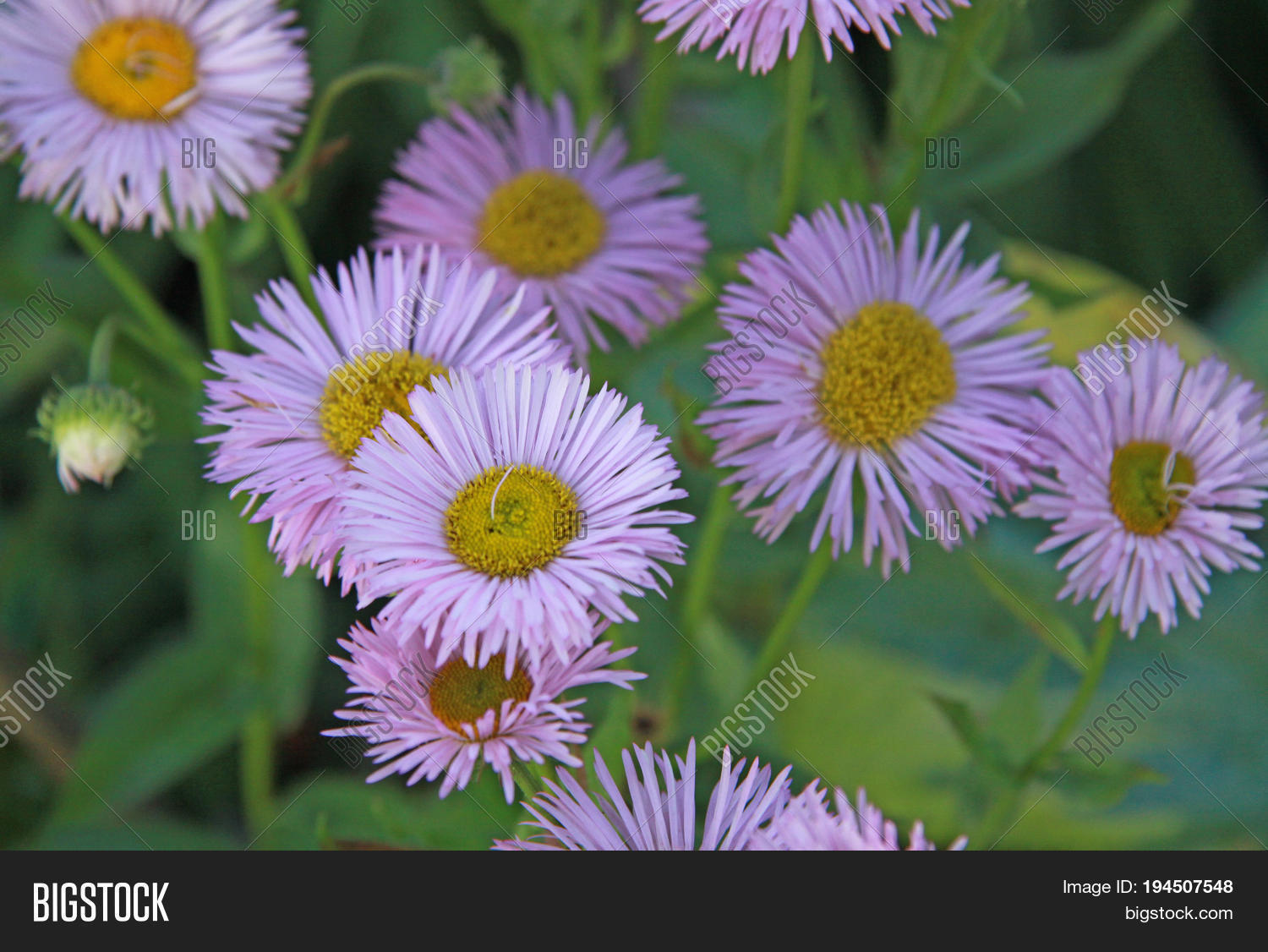Purple Colour Aster Image & Photo (Free Trial) | Bigstock