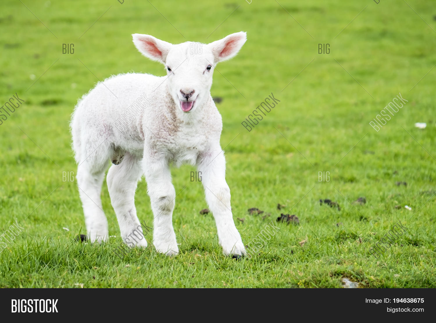 Cute Little Lamb Image & Photo (Free Trial) | Bigstock