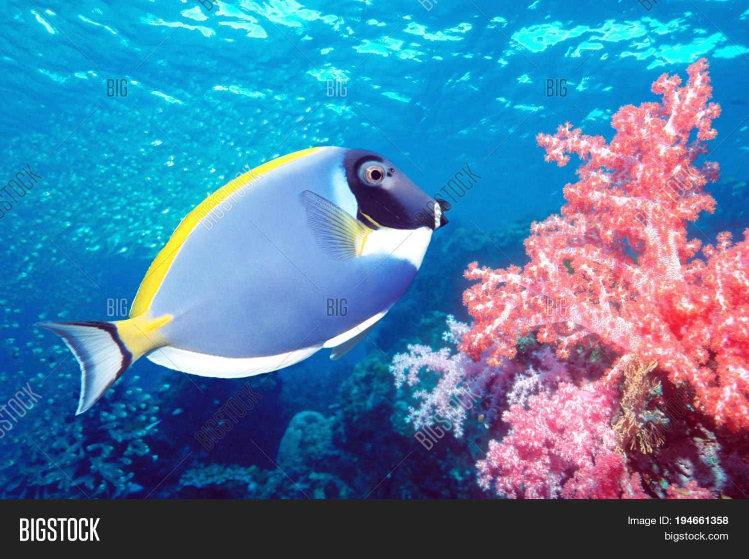 Surgeon Fish Image & Photo (Free Trial) | Bigstock