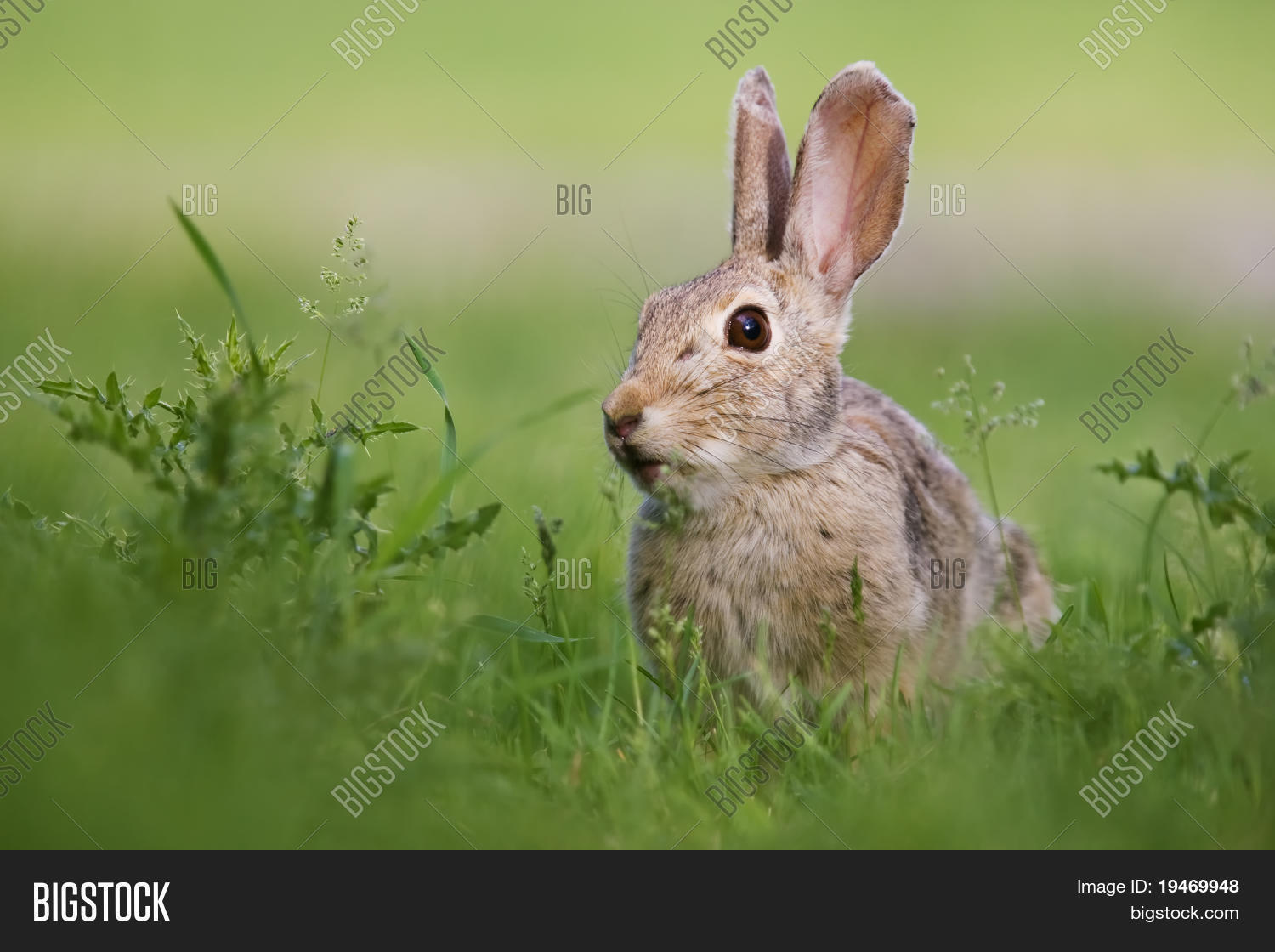 Wild Rabbit Grazing Image & Photo (Free Trial) | Bigstock
