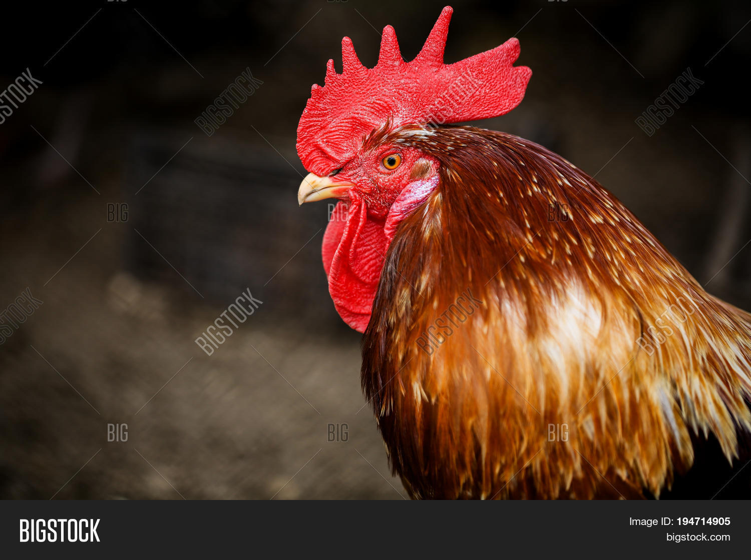 Portrait Formidable Image & Photo (Free Trial) | Bigstock