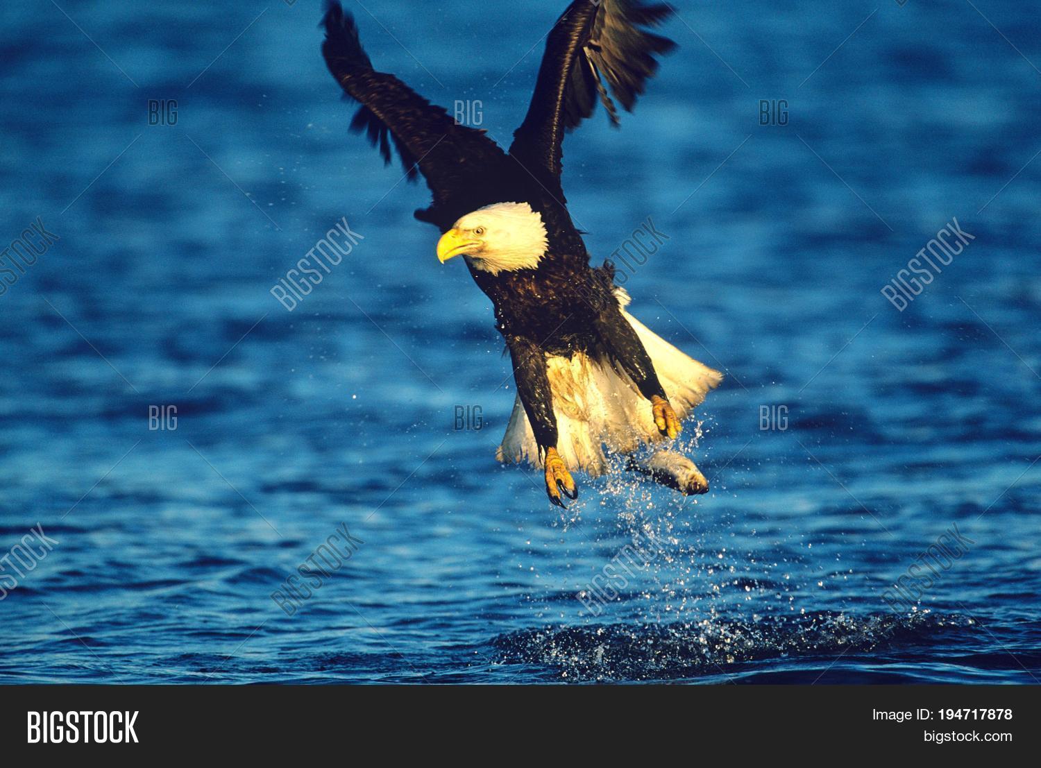 Golden Eagle Catching Fish