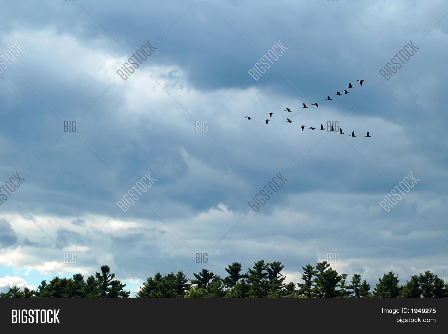 Geese V Formation Image & Photo (Free Trial) | Bigstock