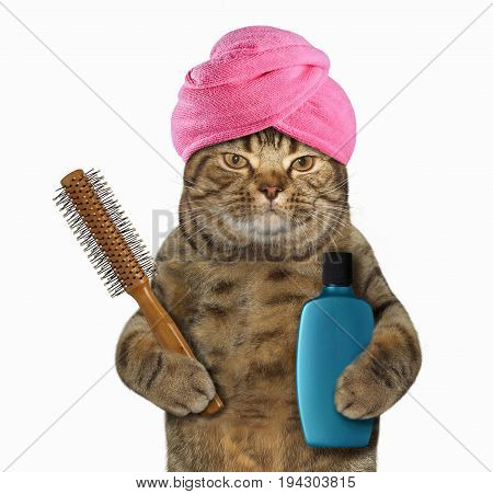 Cat Turban Holding Image & Photo (Free Trial) | Bigstock