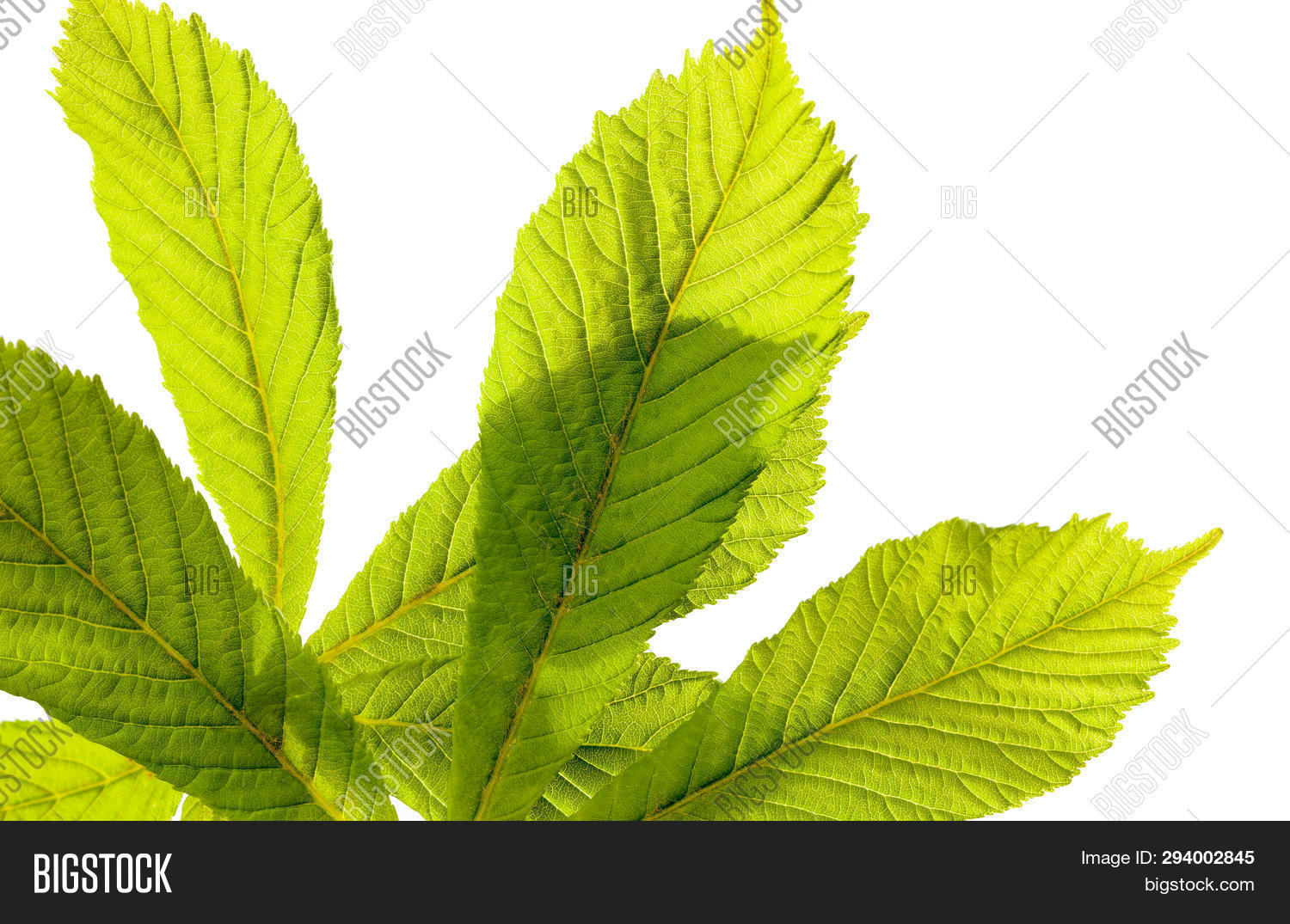 Fresh Green Chestnut Image & Photo (Free Trial) | Bigstock