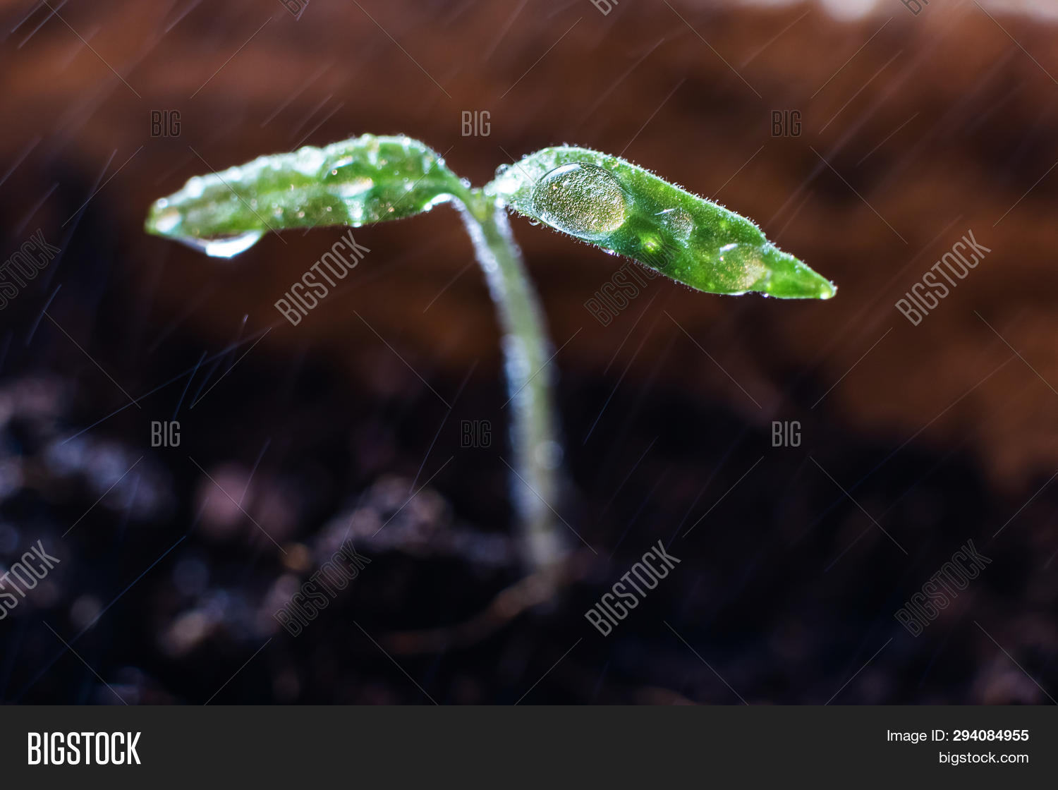 Small Sprout Cherry Image & Photo (Free Trial) | Bigstock