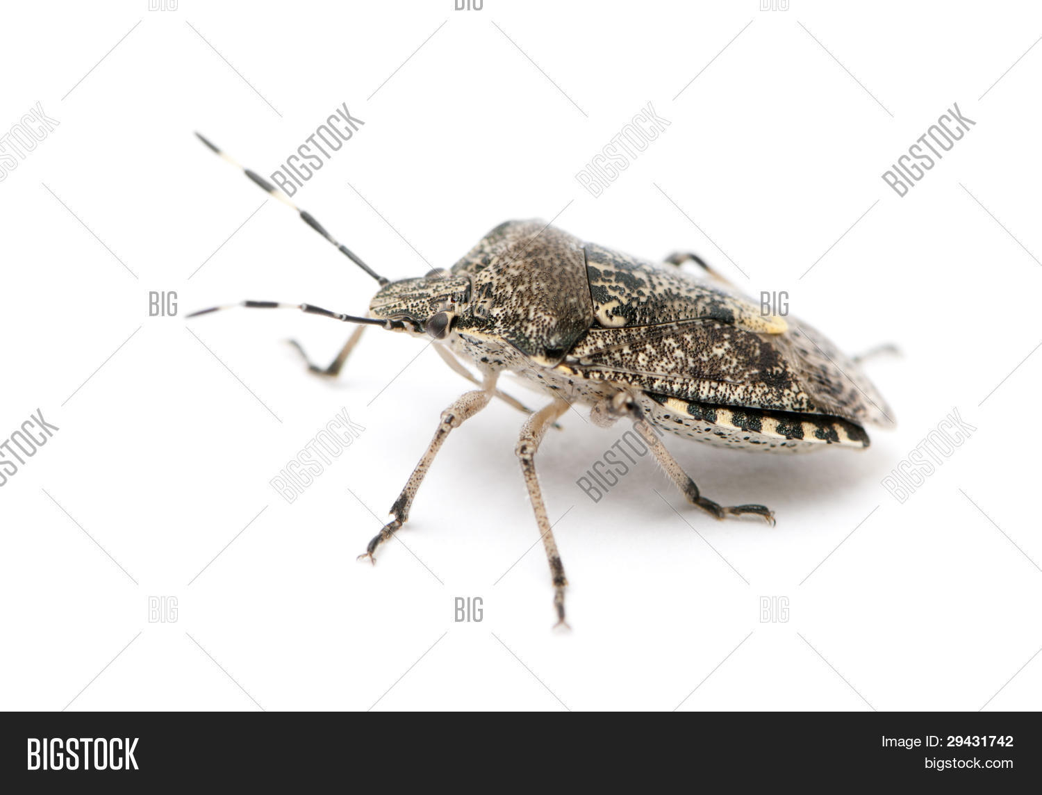 European Stink Bug, Image & Photo (Free Trial) | Bigstock