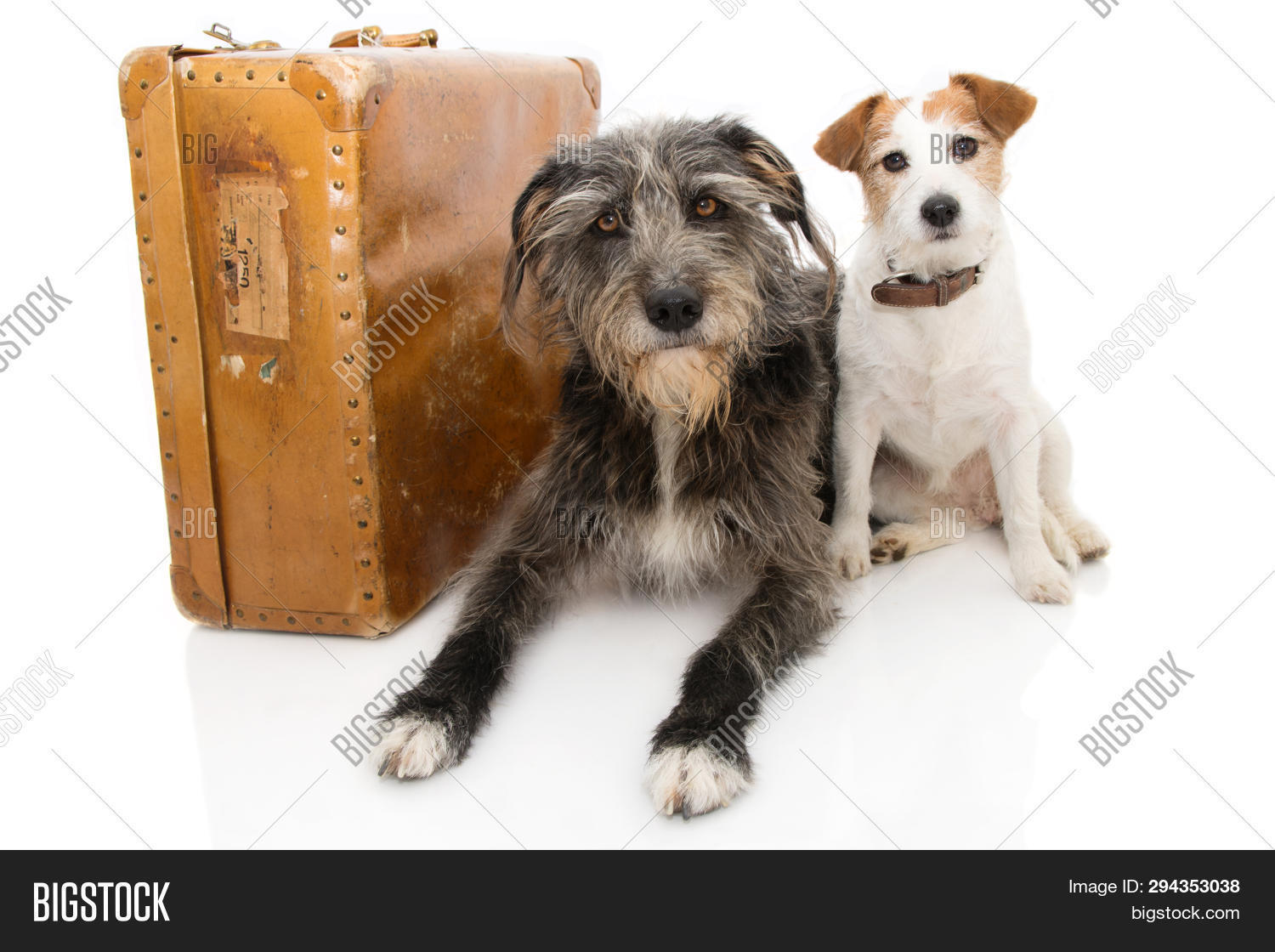 Two Dogs Going On Image & Photo (Free Trial) | Bigstock