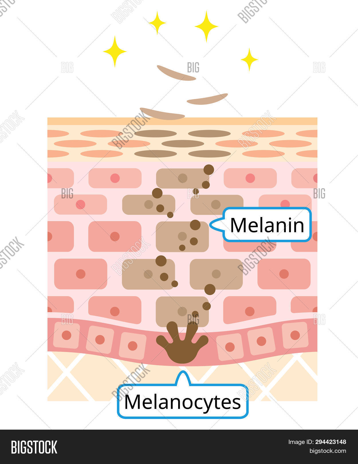 Regular Cell Turnover Vector & Photo (Free Trial) | Bigstock