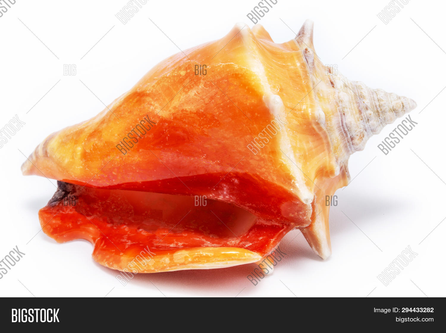 Large Orange Sea Shell Image & Photo (Free Trial) | Bigstock