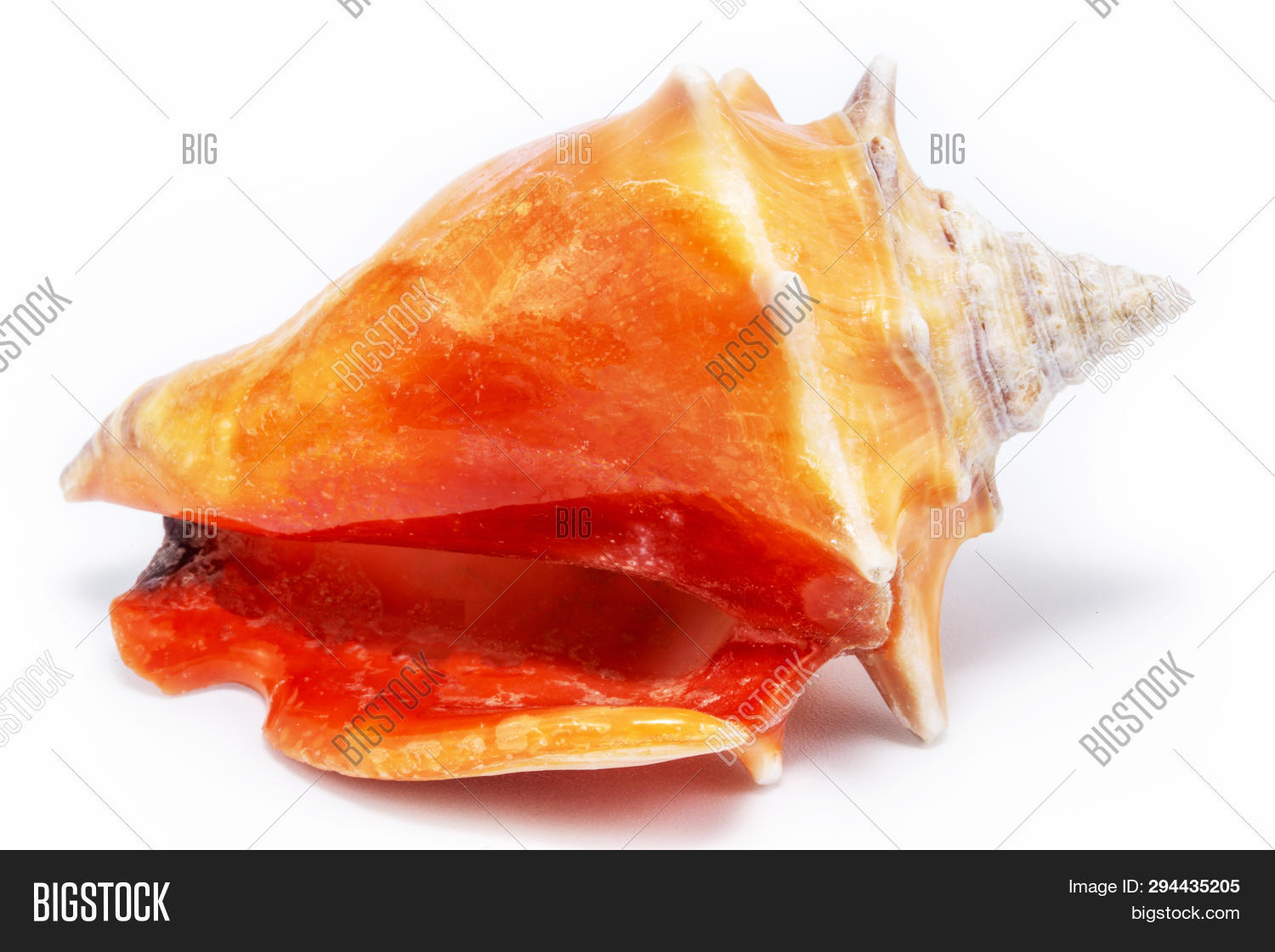 Large Orange Sea Shell Image & Photo (Free Trial) | Bigstock