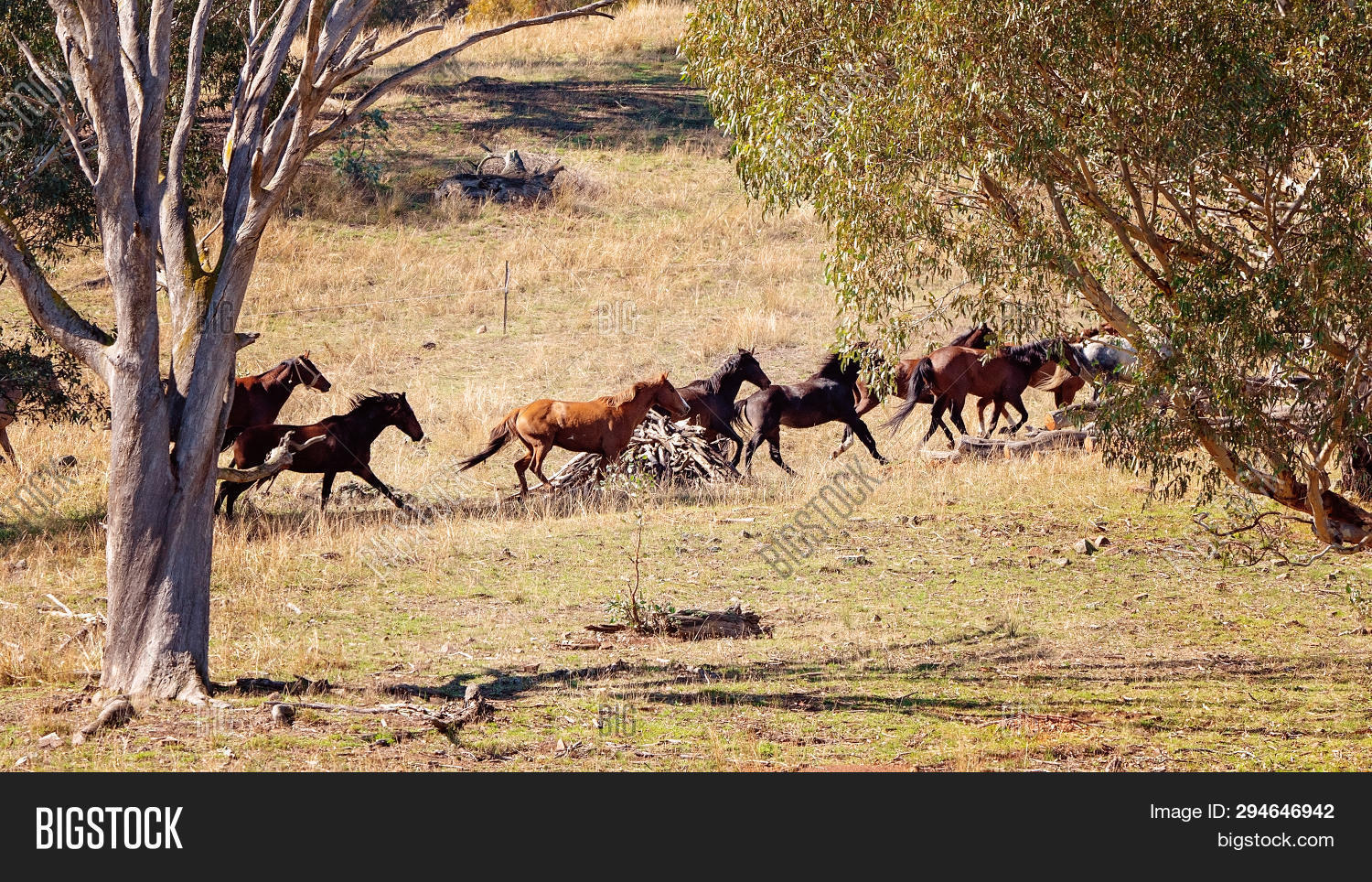 Herd Strong Fast Image & Photo (Free Trial) | Bigstock