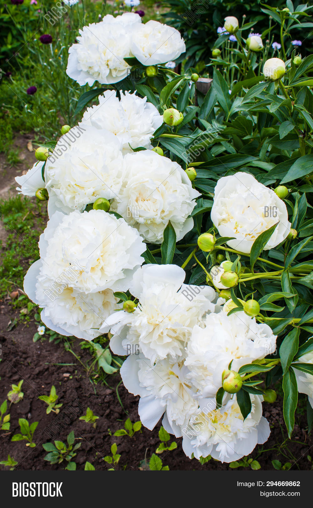 Pion-shaped Roses, Image & Photo (Free Trial) | Bigstock