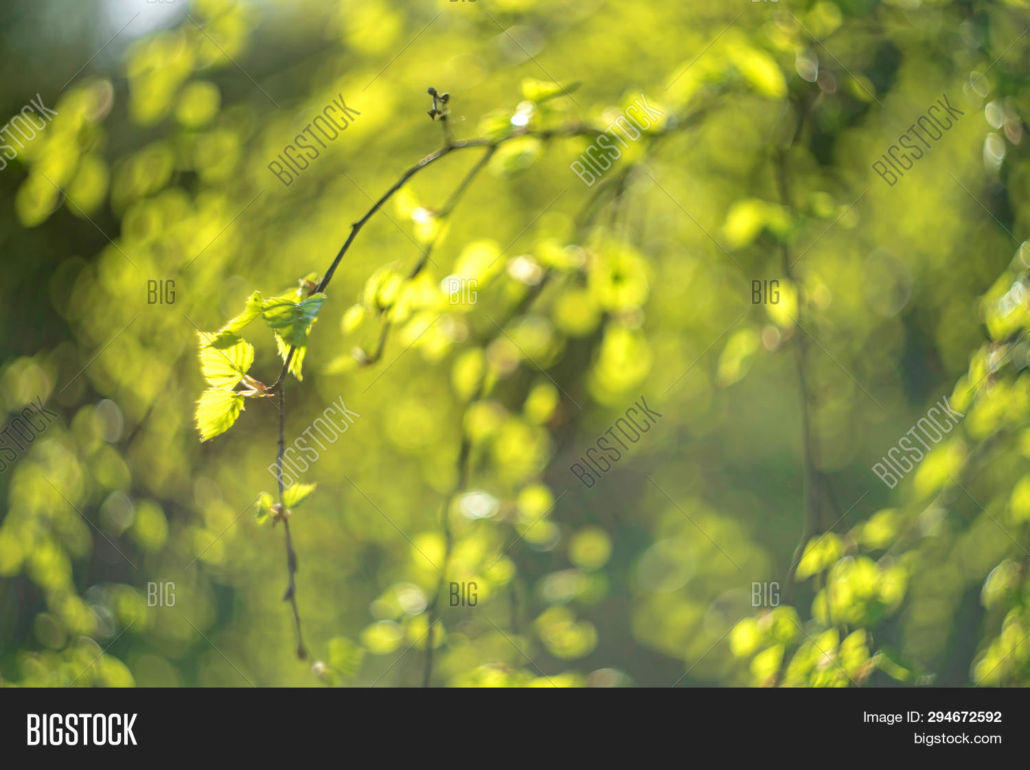 Faded Green Background