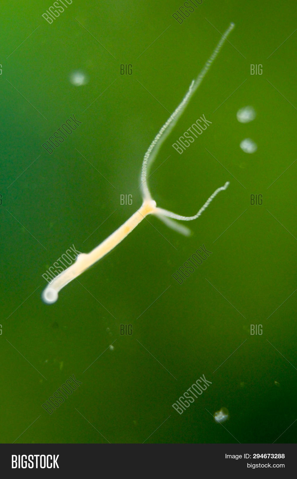 Hydra Genus Small Image & Photo (Free Trial) | Bigstock