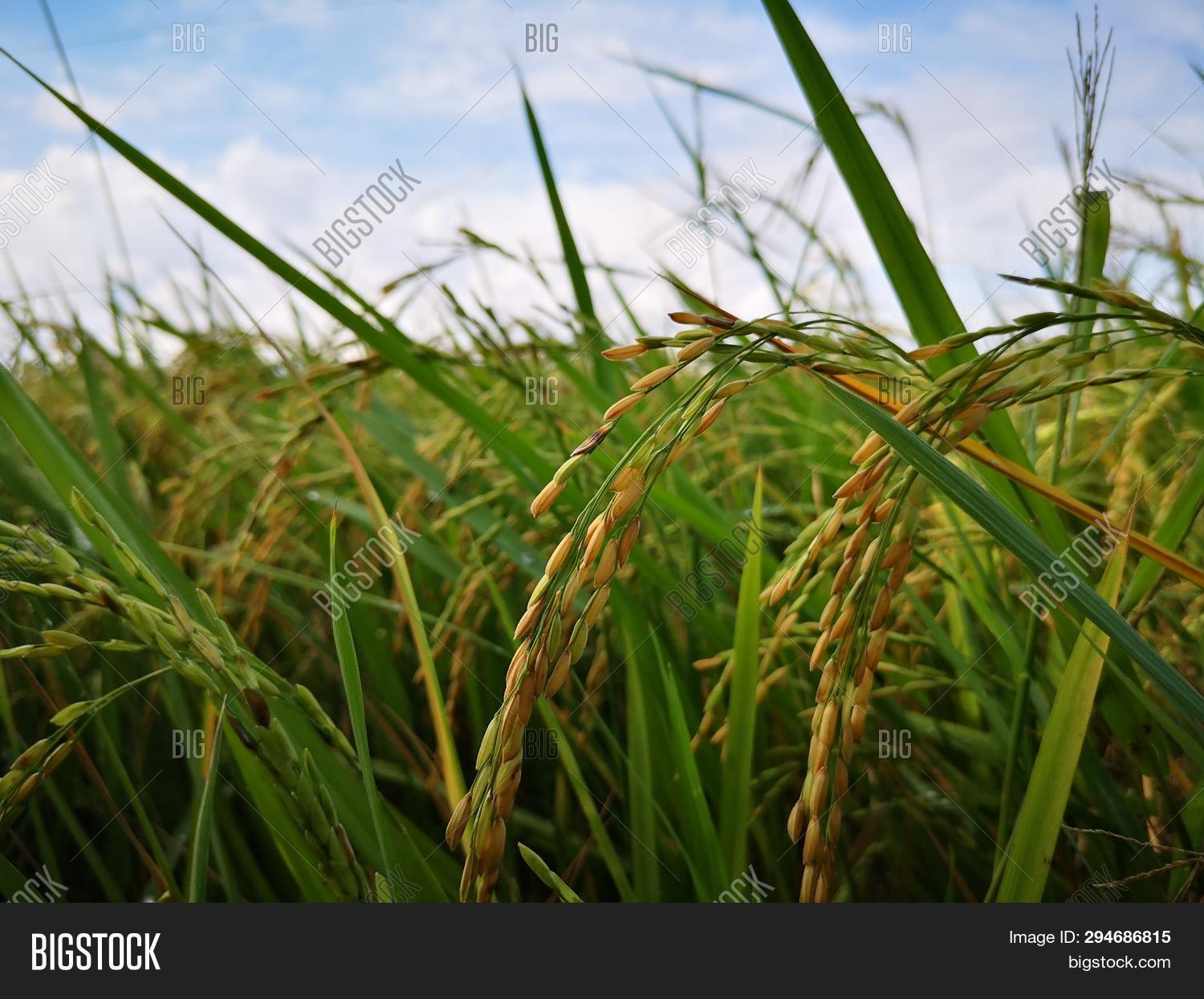 Paddy Fields Typical Image & Photo (Free Trial) | Bigstock