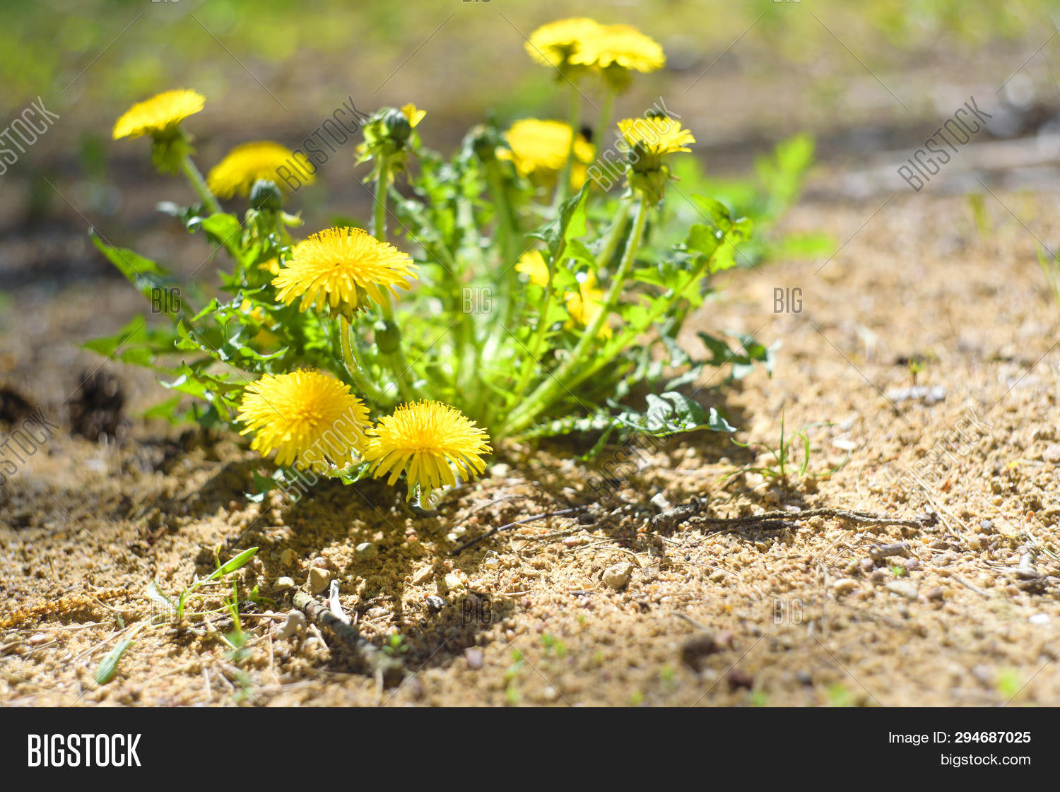 Yellow Dandelions. Image & Photo (Free Trial) | Bigstock