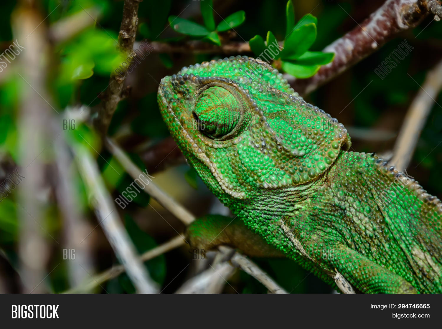 Wild Green Image & Photo (Free Trial) | Bigstock