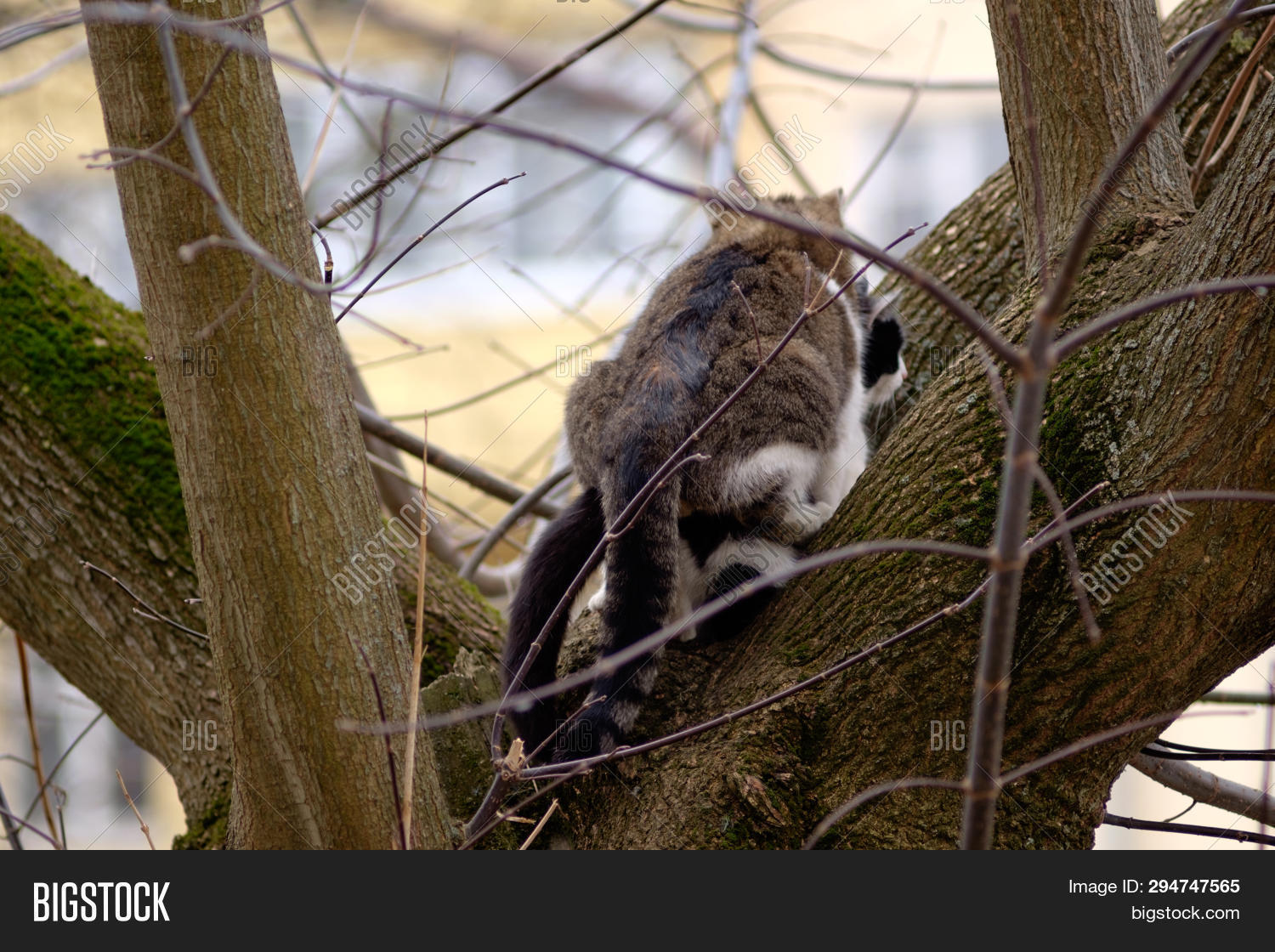 Cats Making Love Image & Photo (Free Trial) | Bigstock
