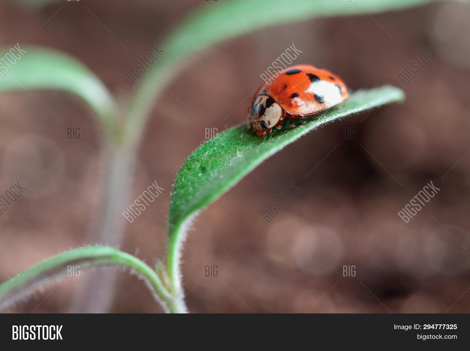Ladybug Crawling On Image & Photo (Free Trial) | Bigstock