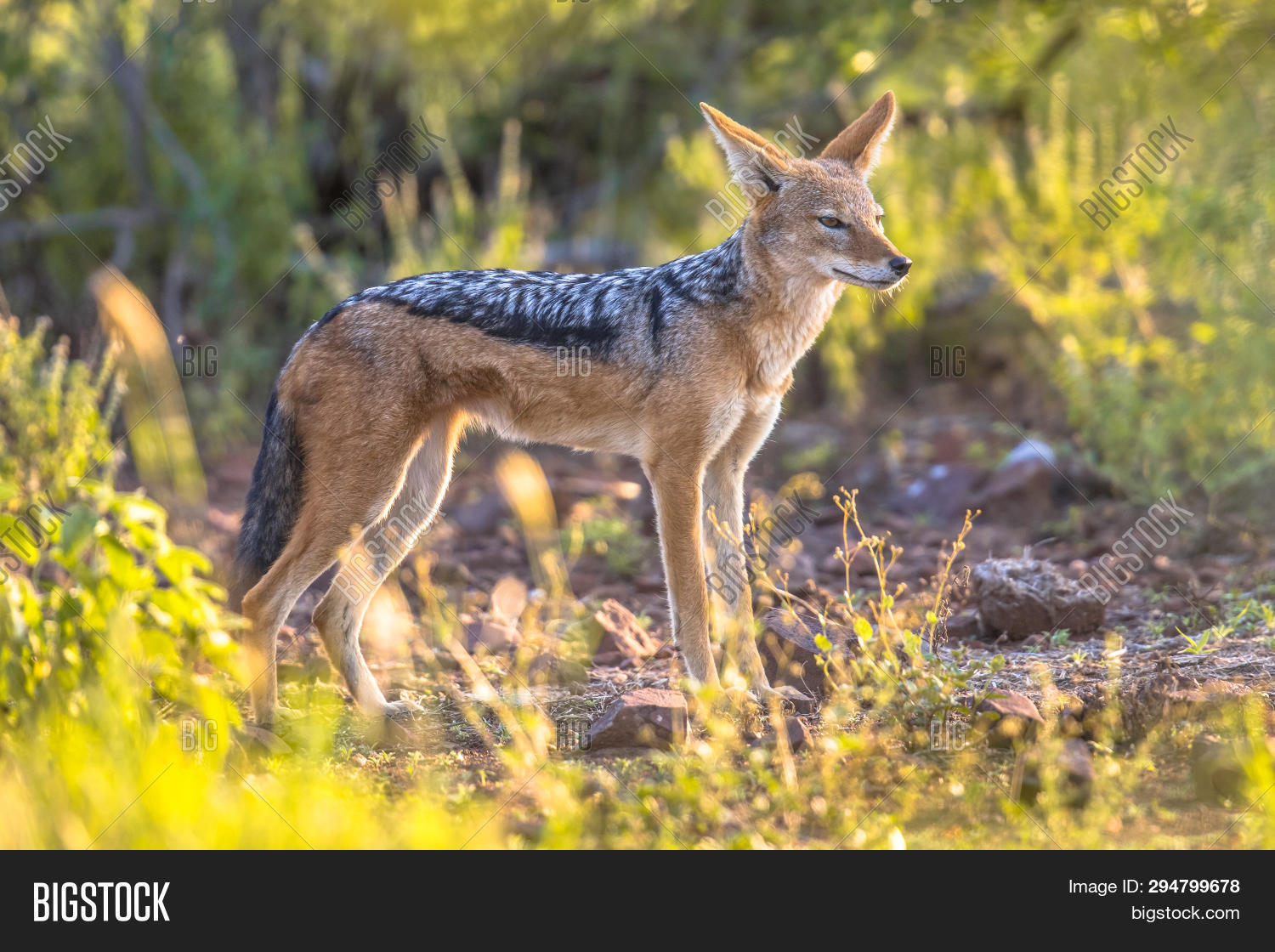Imagen y foto Black-backed Jackal (prueba gratis) | Bigstock