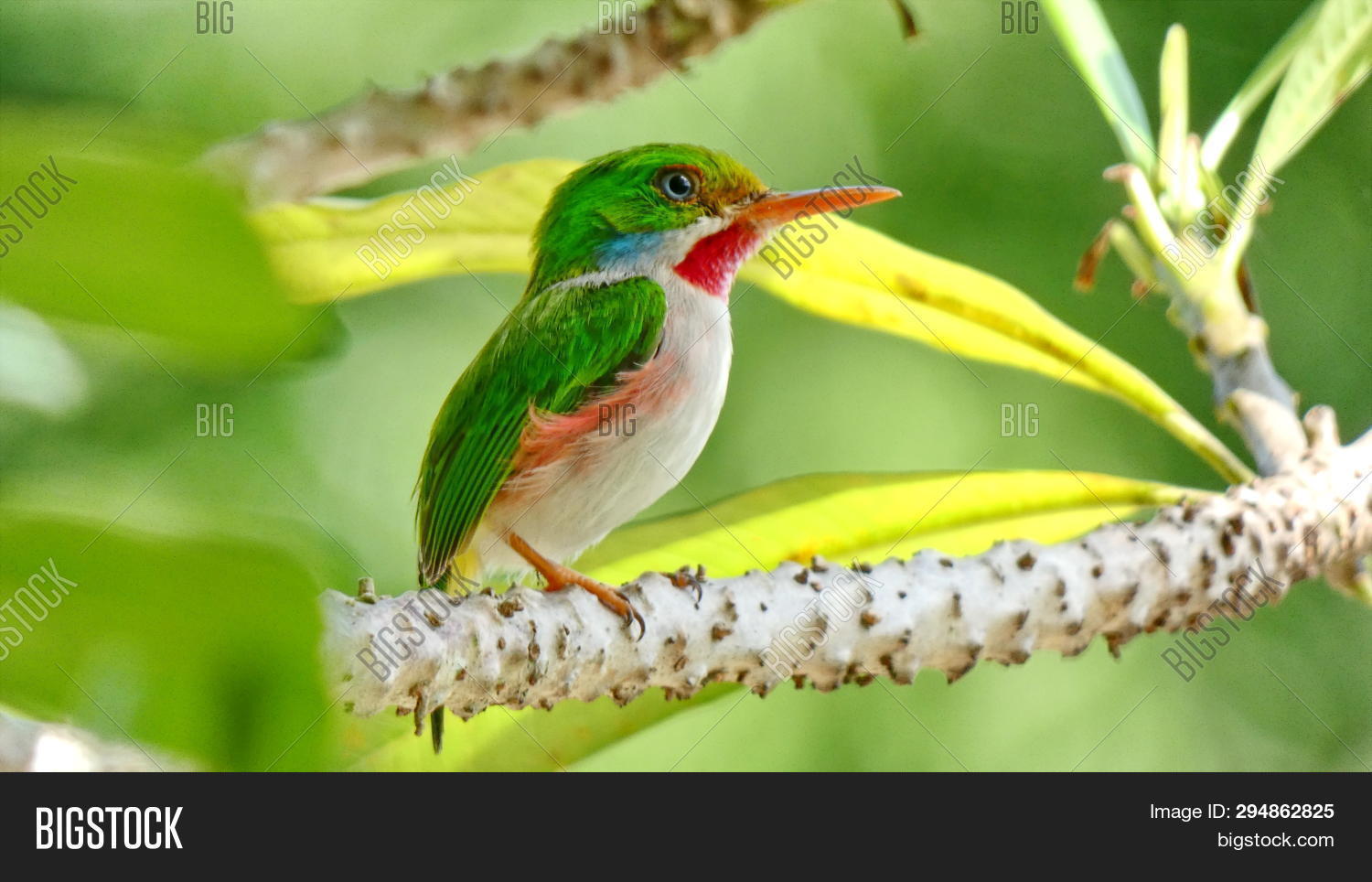 Cartacuba, Cuban Todus Image & Photo (Free Trial) | Bigstock