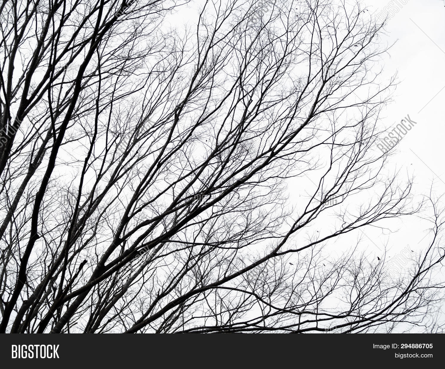 Leafless Branches Image & Photo (Free Trial) | Bigstock