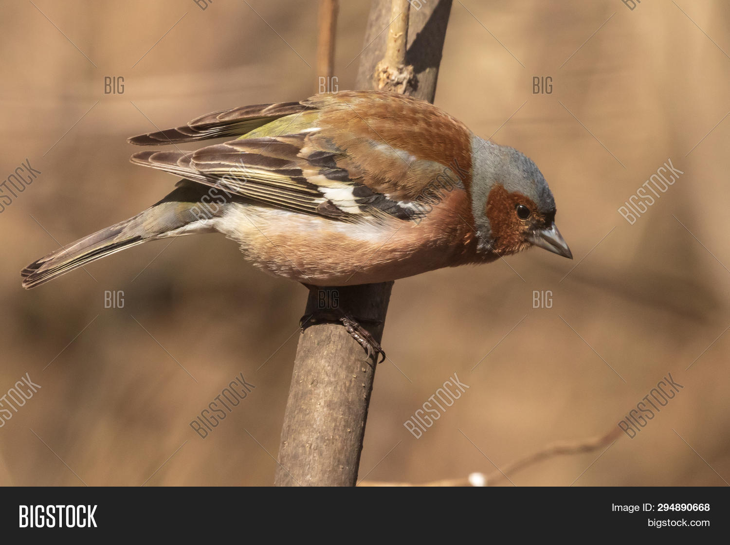 Common Finch, Bright Image & Photo (Free Trial) | Bigstock
