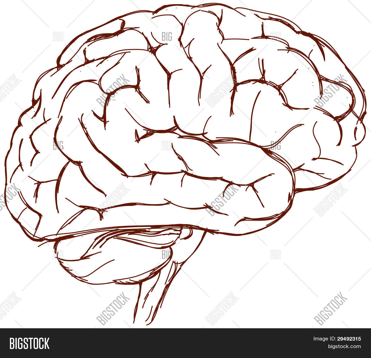 Brain Sketch. Bitmap Image & Photo (Free Trial) | Bigstock