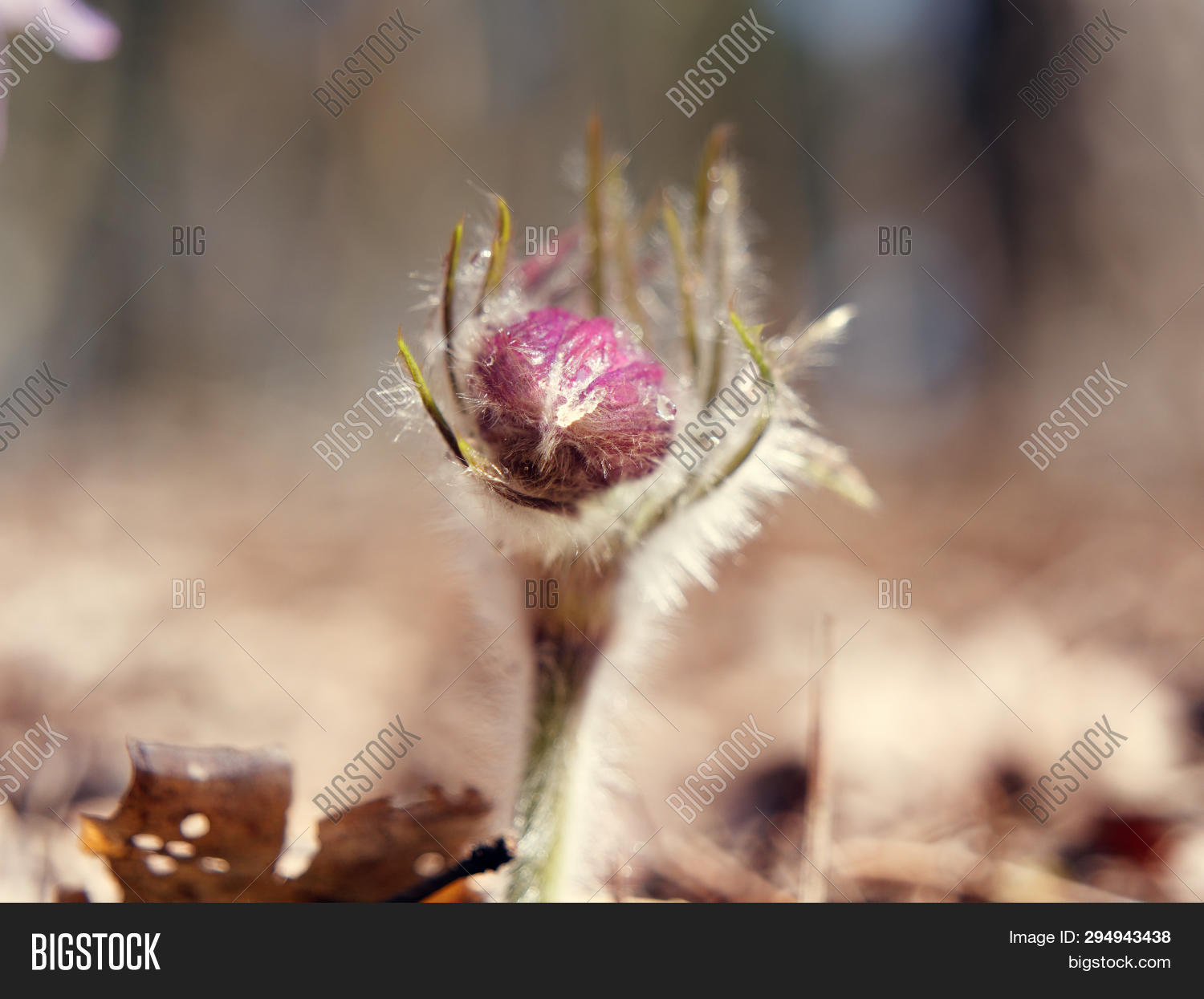 Snowdrops Purple Image & Photo (Free Trial) | Bigstock