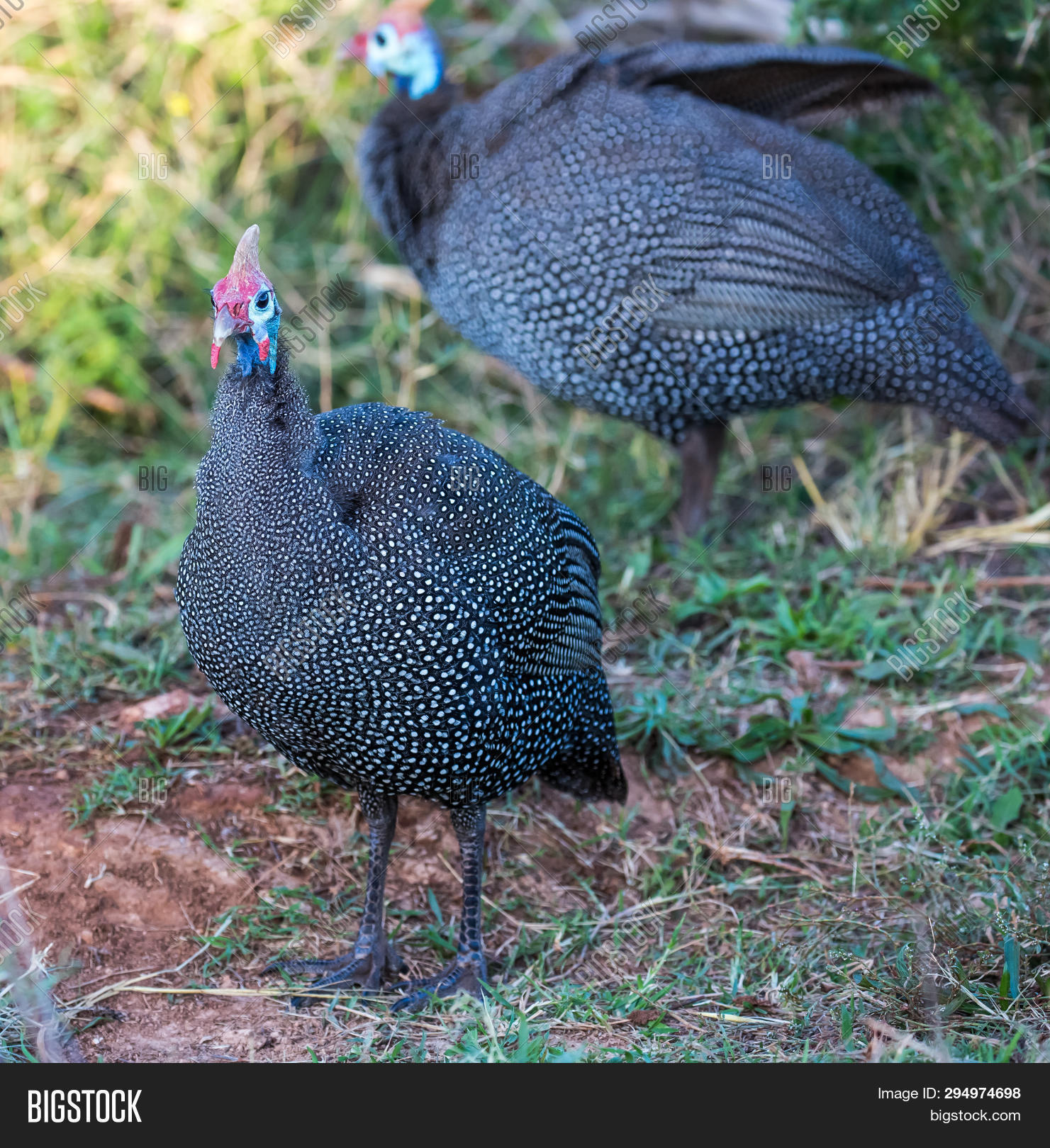 Two Pretty Guinea Fowl Image & Photo (Free Trial) | Bigstock