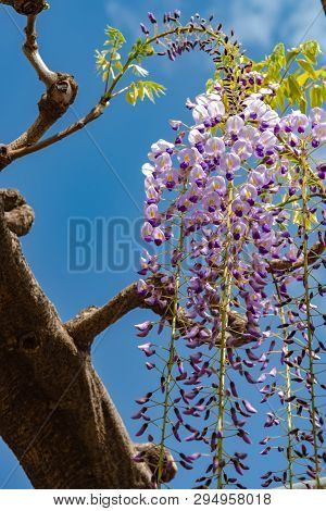 Wisteria Flowers Images, Illustrations & Vectors (Free) - Bigstock