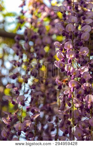 Wisteria Flowers Images, Illustrations & Vectors (Free) - Bigstock