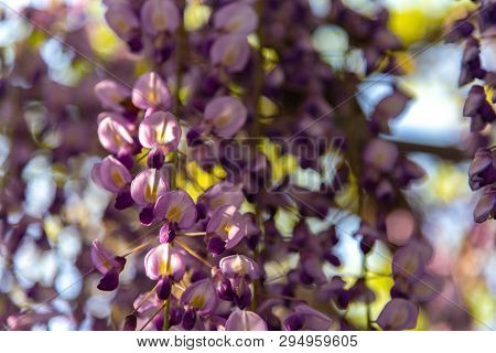 Wisteria Flowers Images, Illustrations & Vectors (Free) - Bigstock