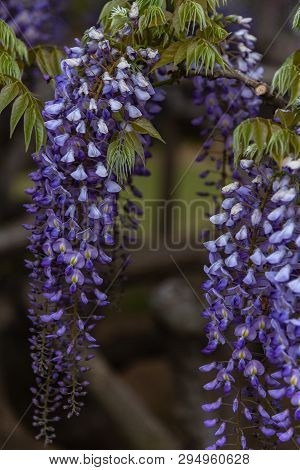Wisteria Flowers Images, Illustrations & Vectors (Free) - Bigstock
