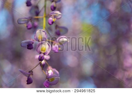 Wisteria Flowers Images, Illustrations & Vectors (Free) - Bigstock