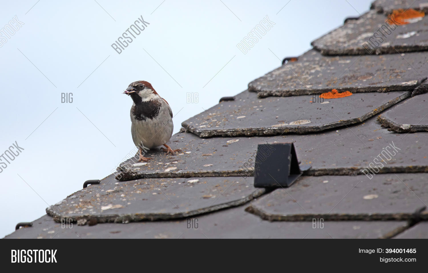 Sparrow Insect Beak, Image & Photo (Free Trial) | Bigstock