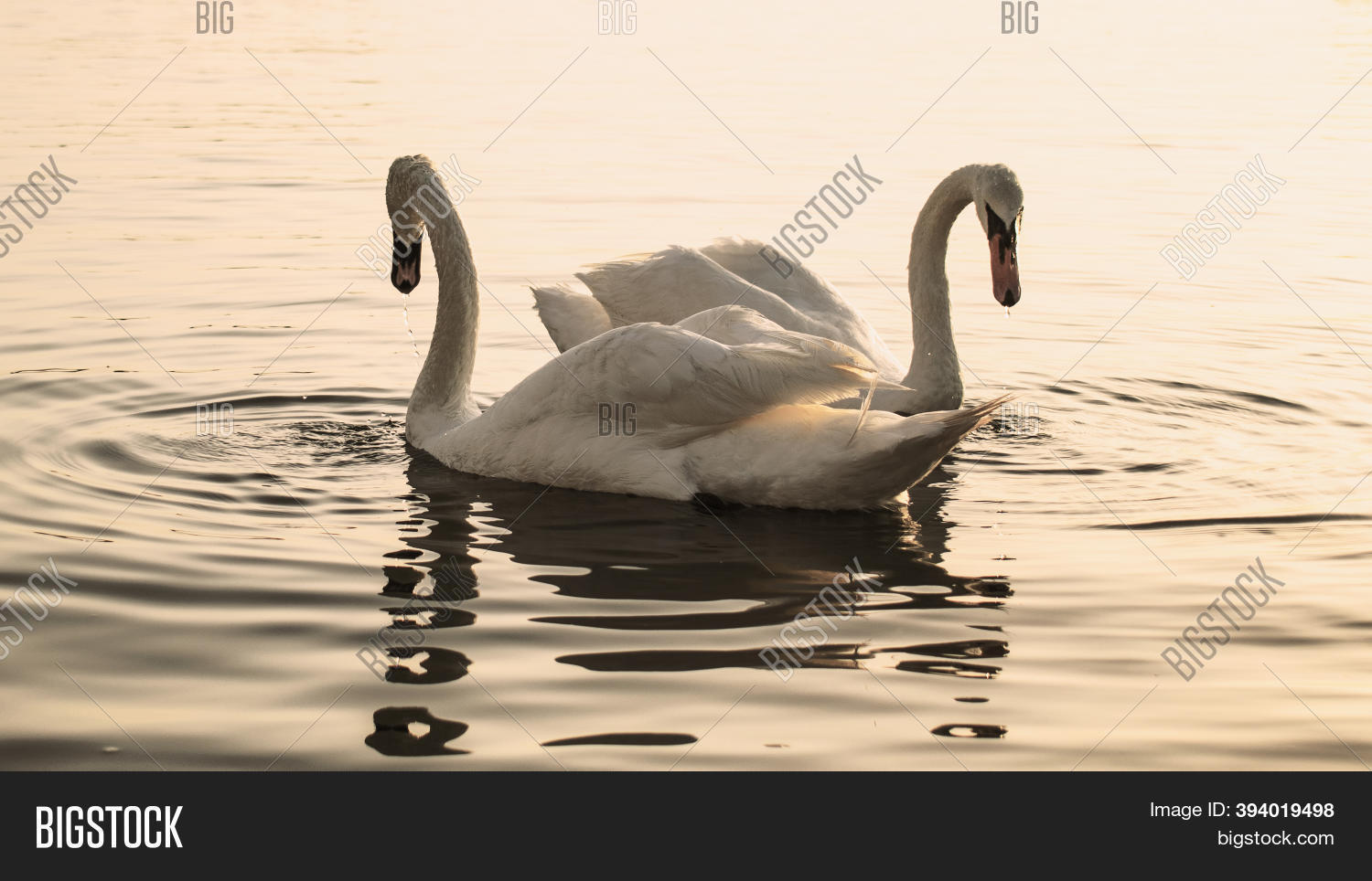 Two Swans On Lake. Image & Photo (Free Trial) | Bigstock