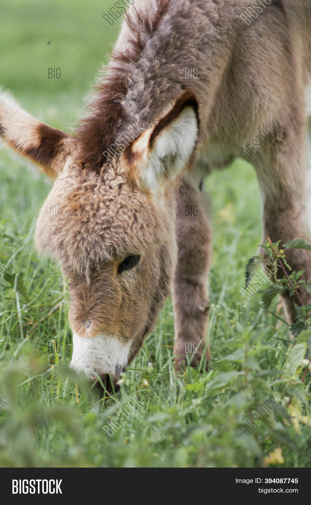 Domestic Donkey (Equus Image & Photo (Free Trial) | Bigstock